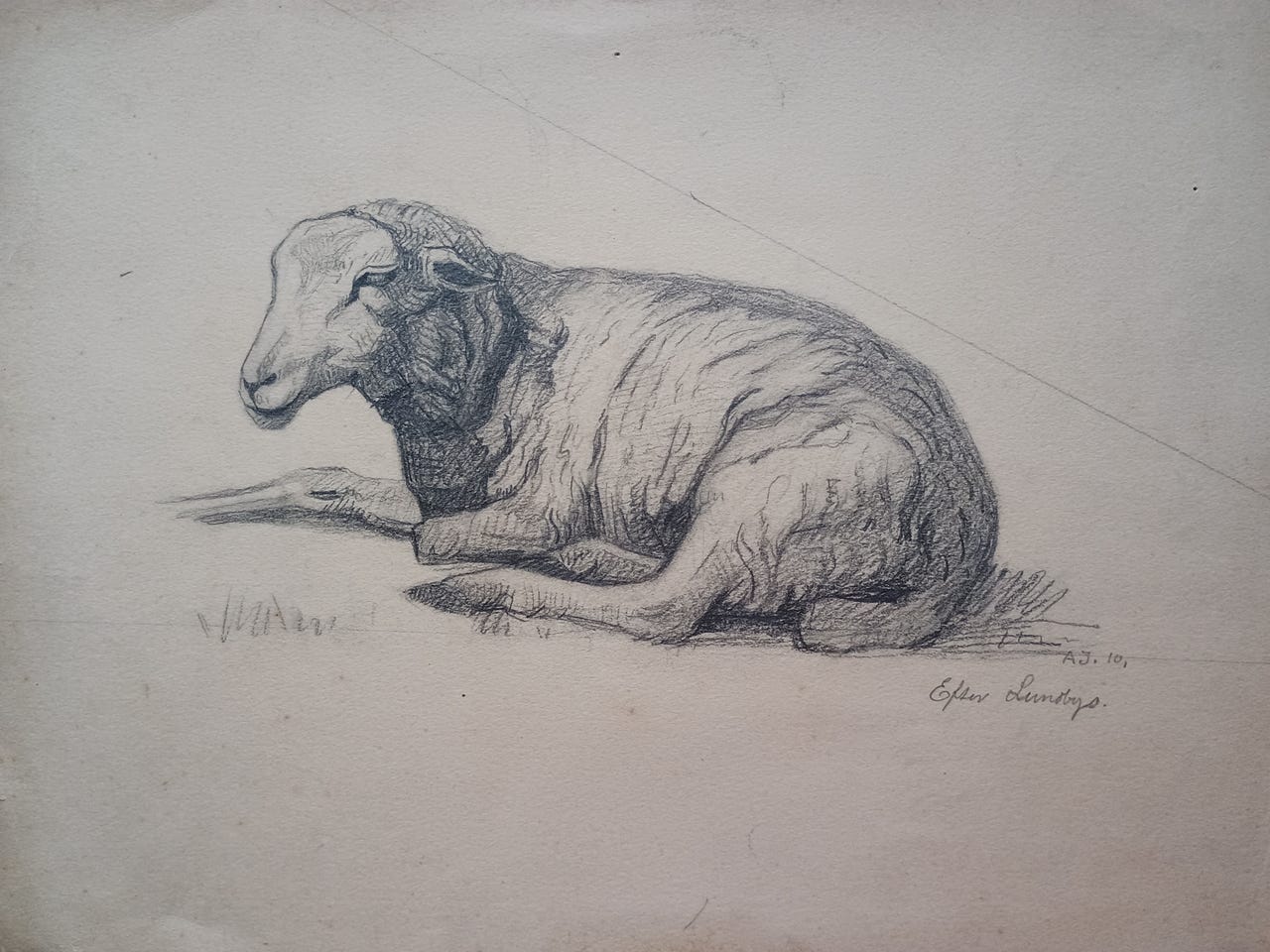 Antik tegning af får. Efter Lundby 1910. Tegnet af Axel Johansen 1872 ...