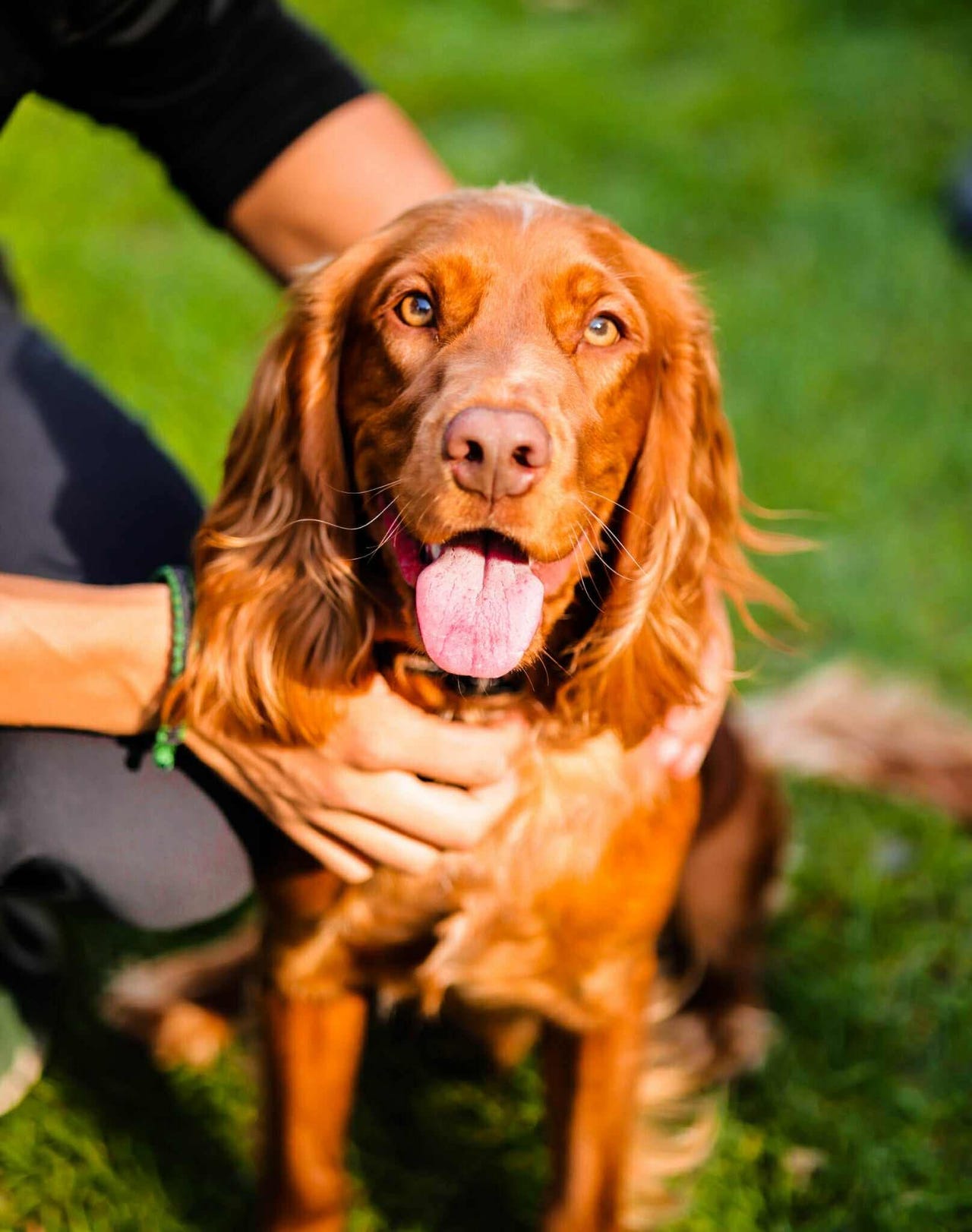 Parring - Engelsk FT Cocker Spaniel Hund Rød Brun | DBA