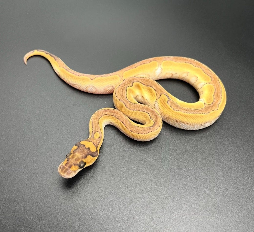 Mojave Enchi Clown | DBA