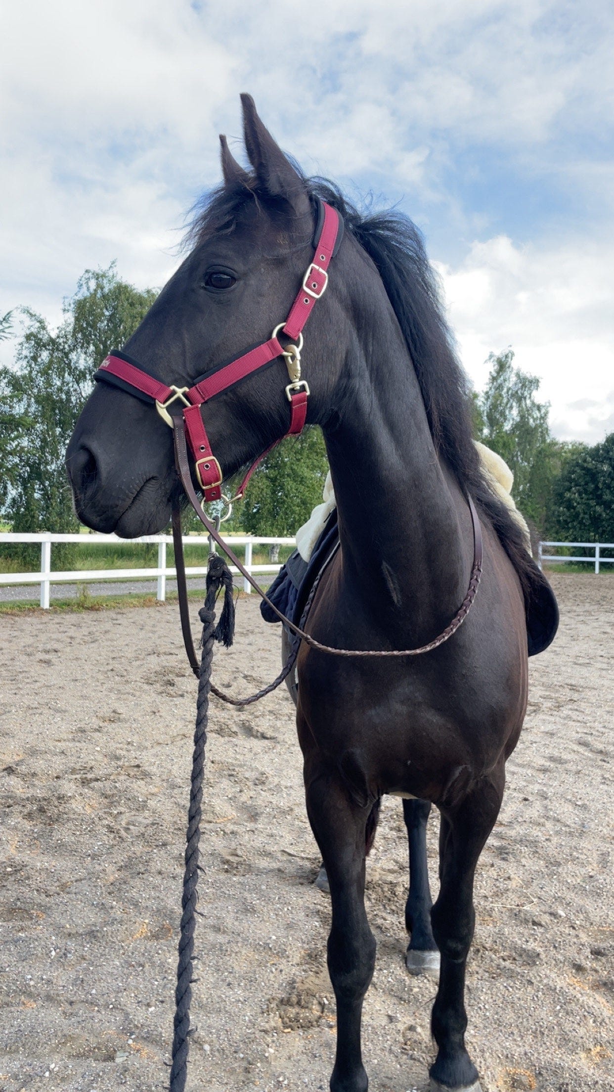 Frieser/fuldblod hoppe 4 år 🔥 | DBA