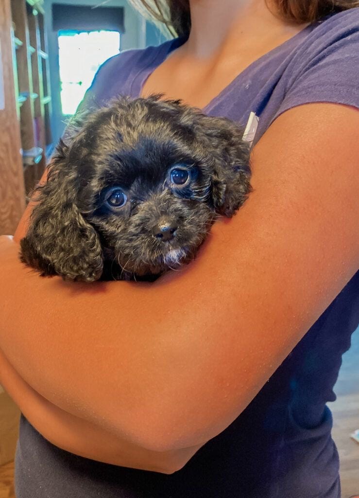 Mini Cavapoo-hvalp