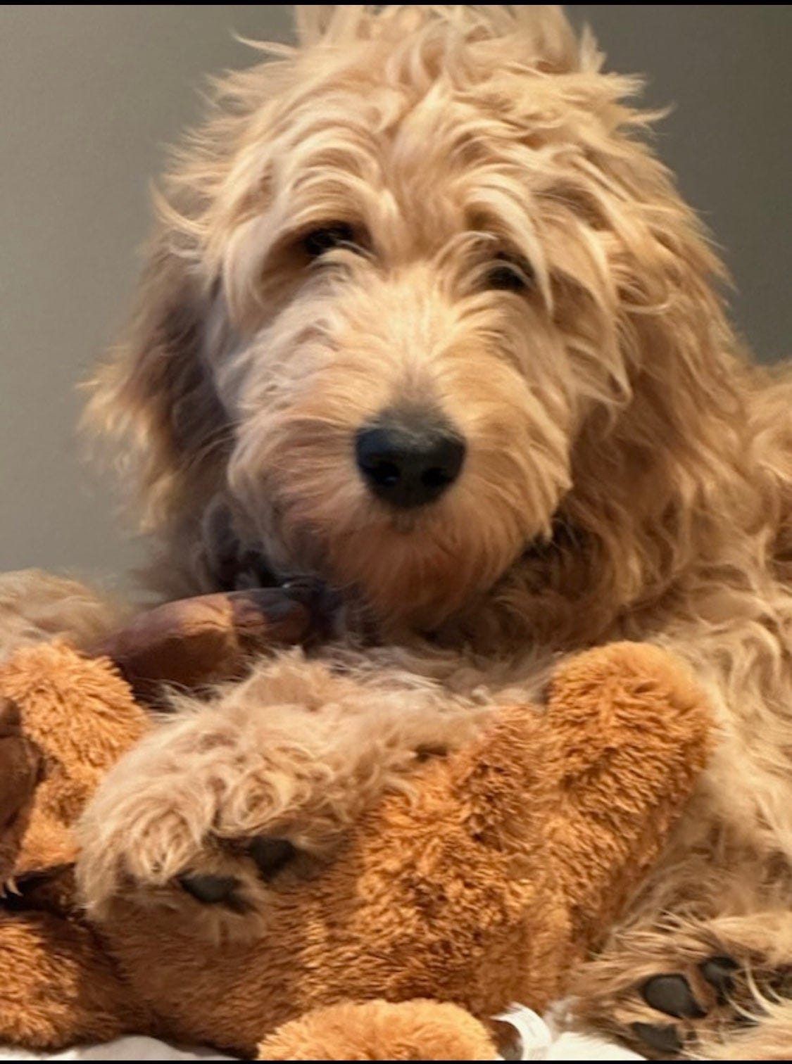 Puddel vi guider dig til den rigtige valg af hund / hvalp