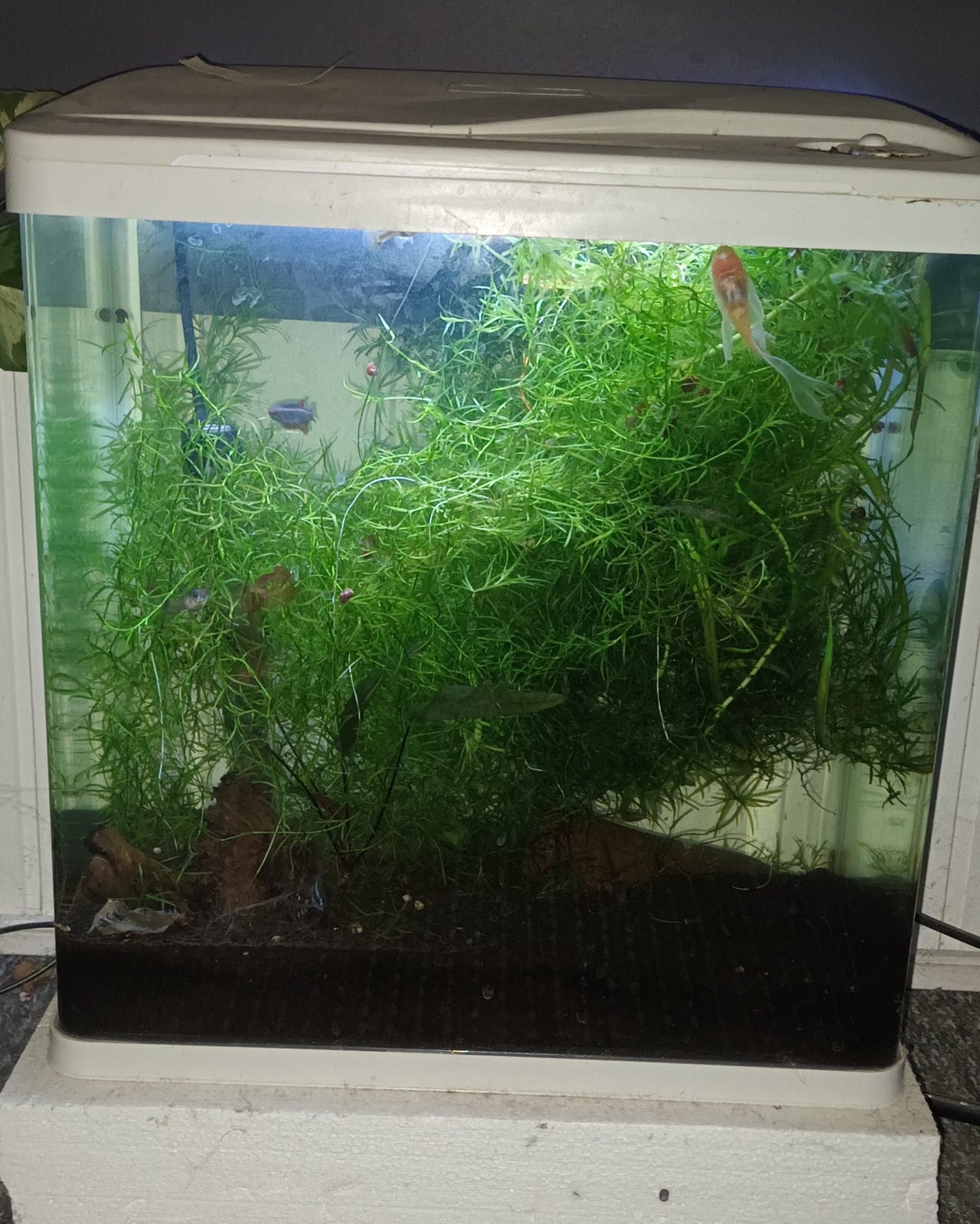 Akvarie med indhold | DBA