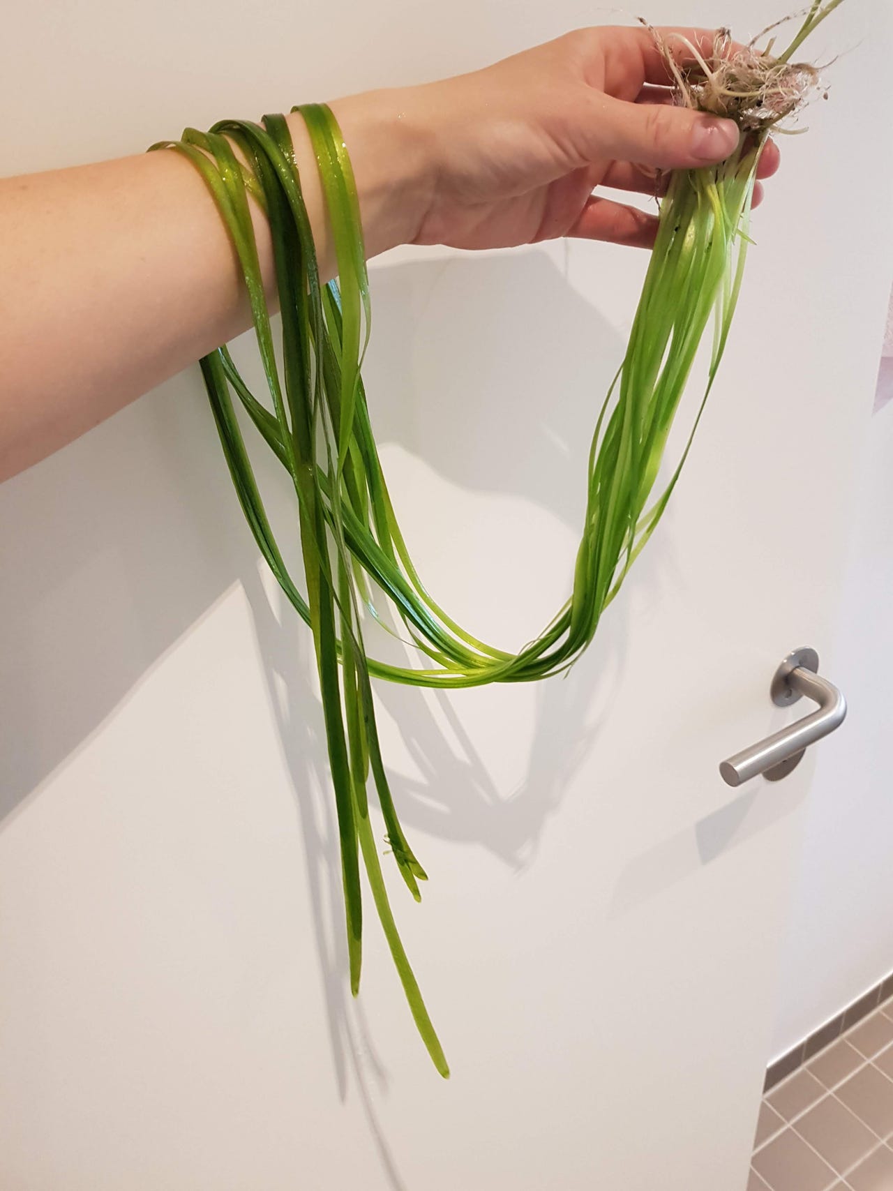 Vallisneria giganta | DBA