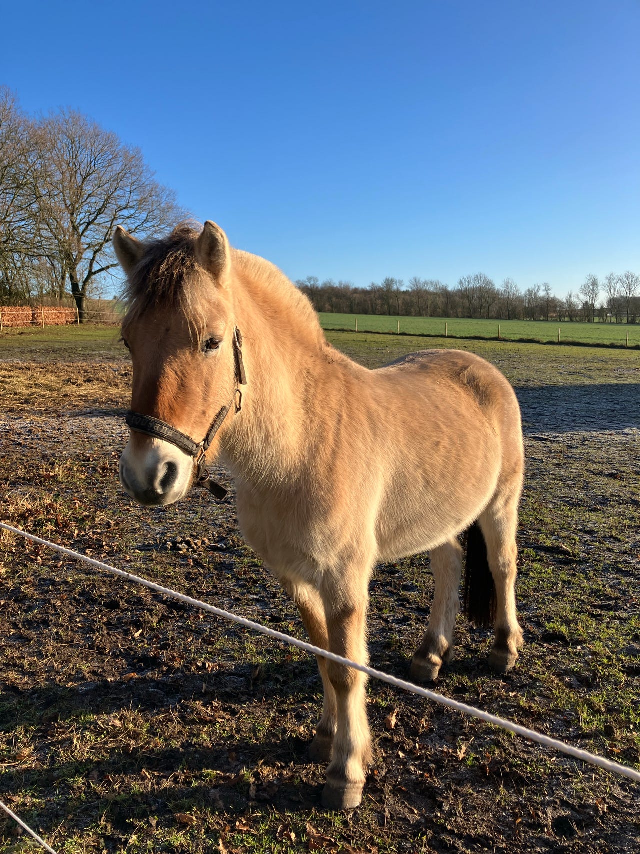Fjordhest rødt pas | DBA