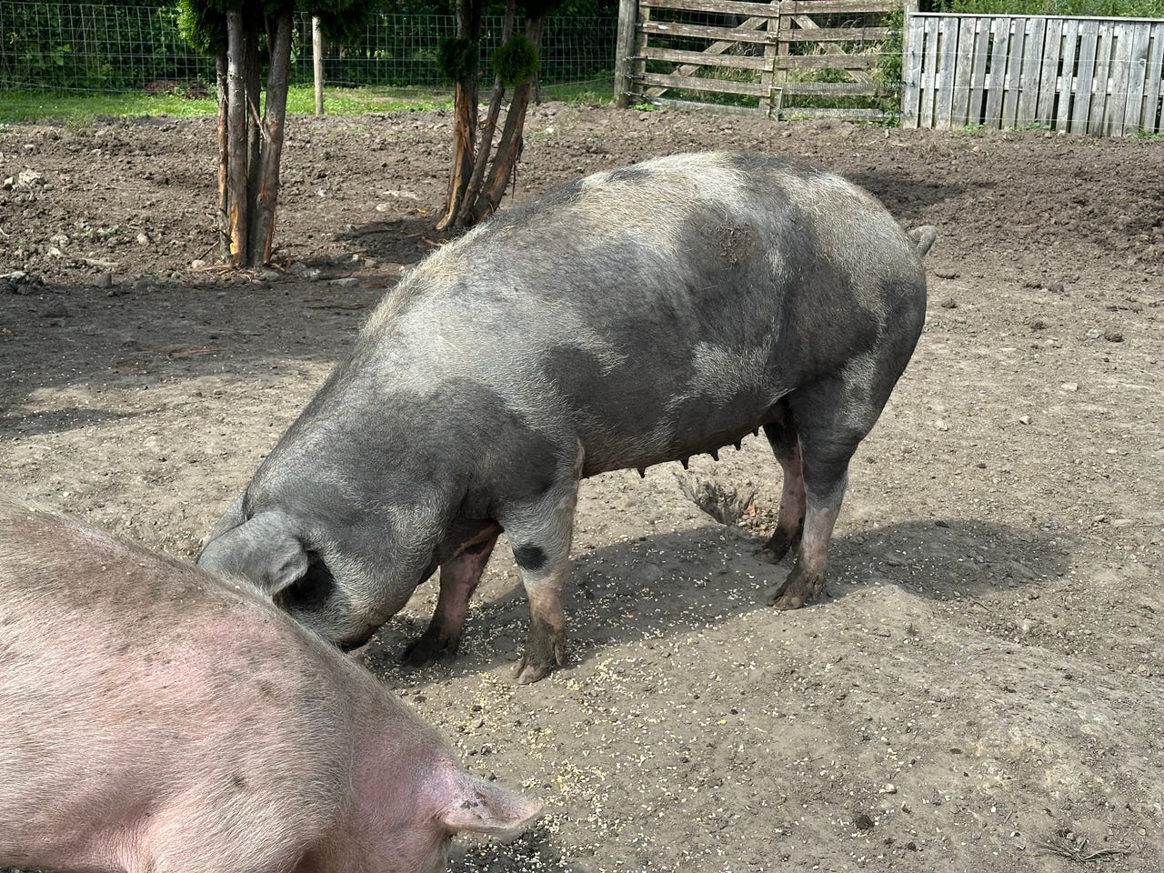 Dansk Landrace Gris | DBA