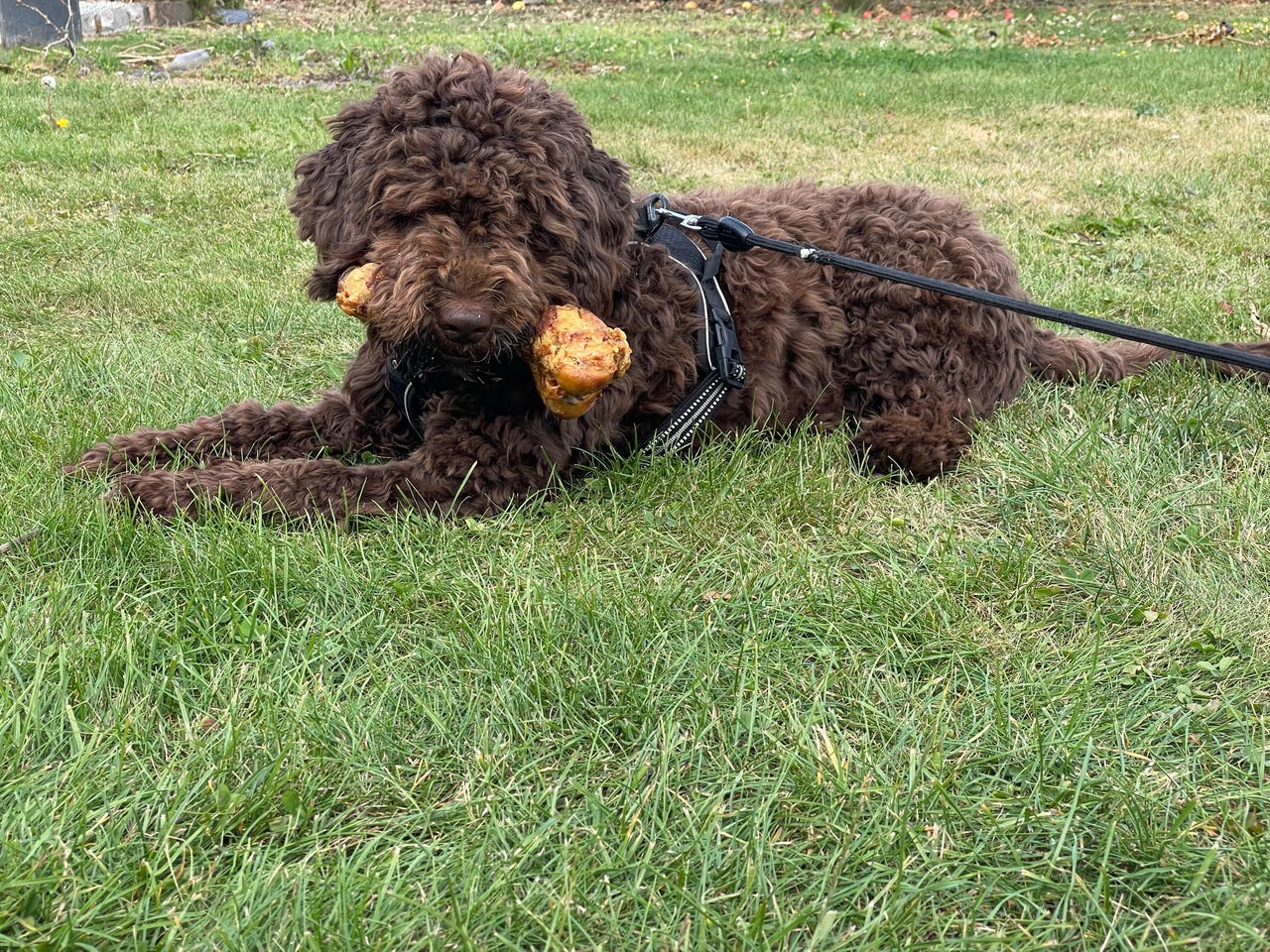 Lagotto romagnolo sælges i Skødstrup