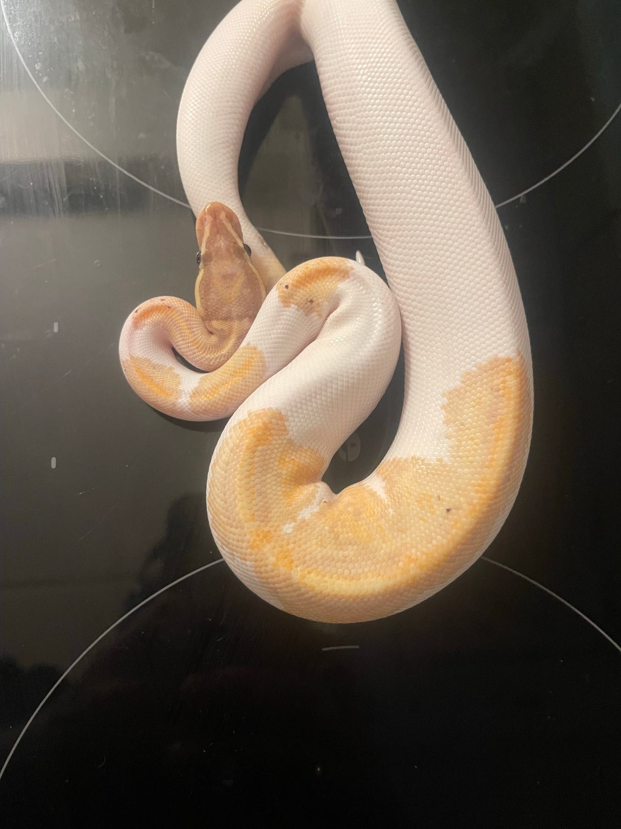 Kongepython coralglow yellowbelly peid | DBA