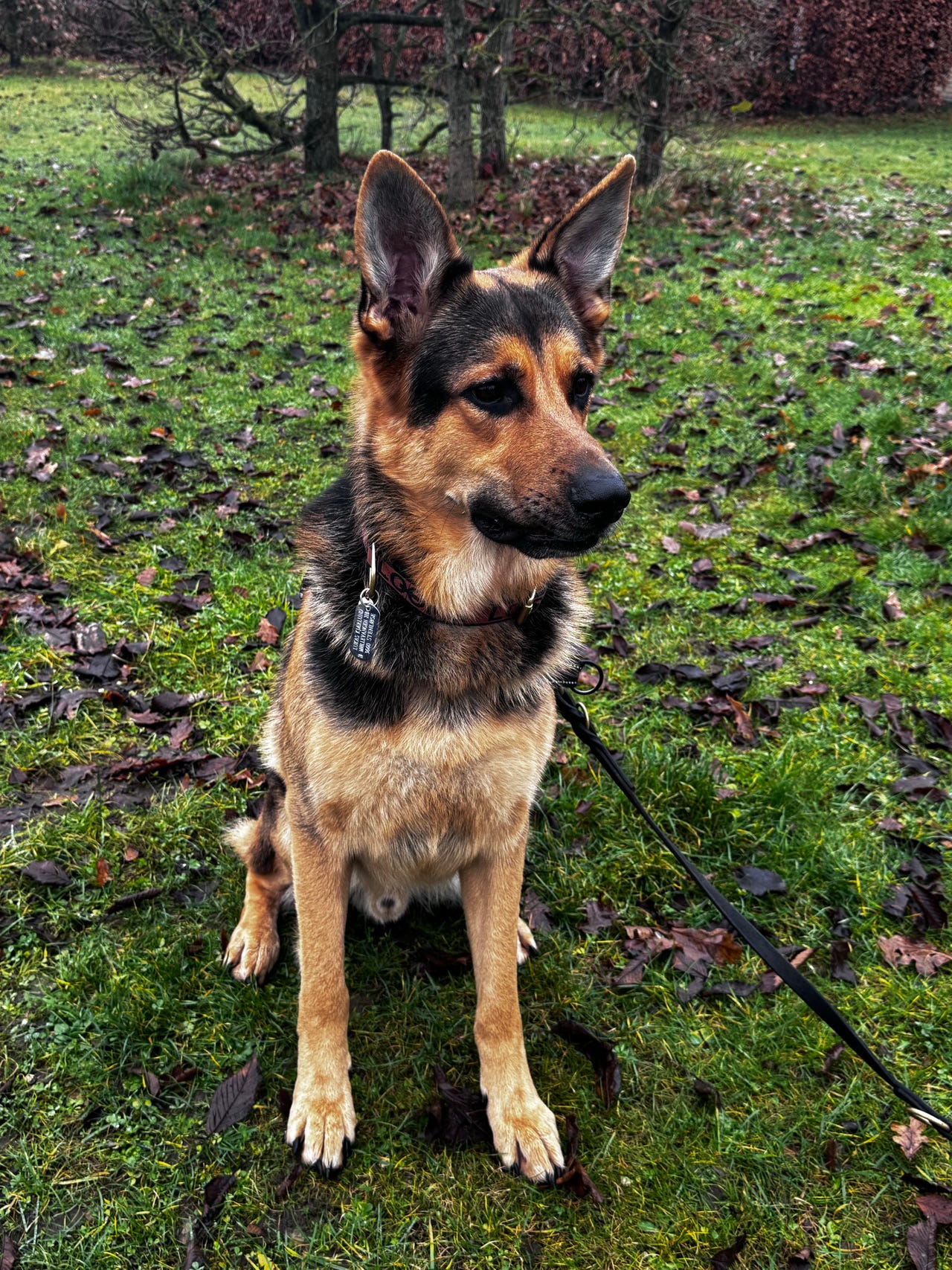 AKUT!! Charlie, Schæfer-Han søger nyt forevighjem | DBA