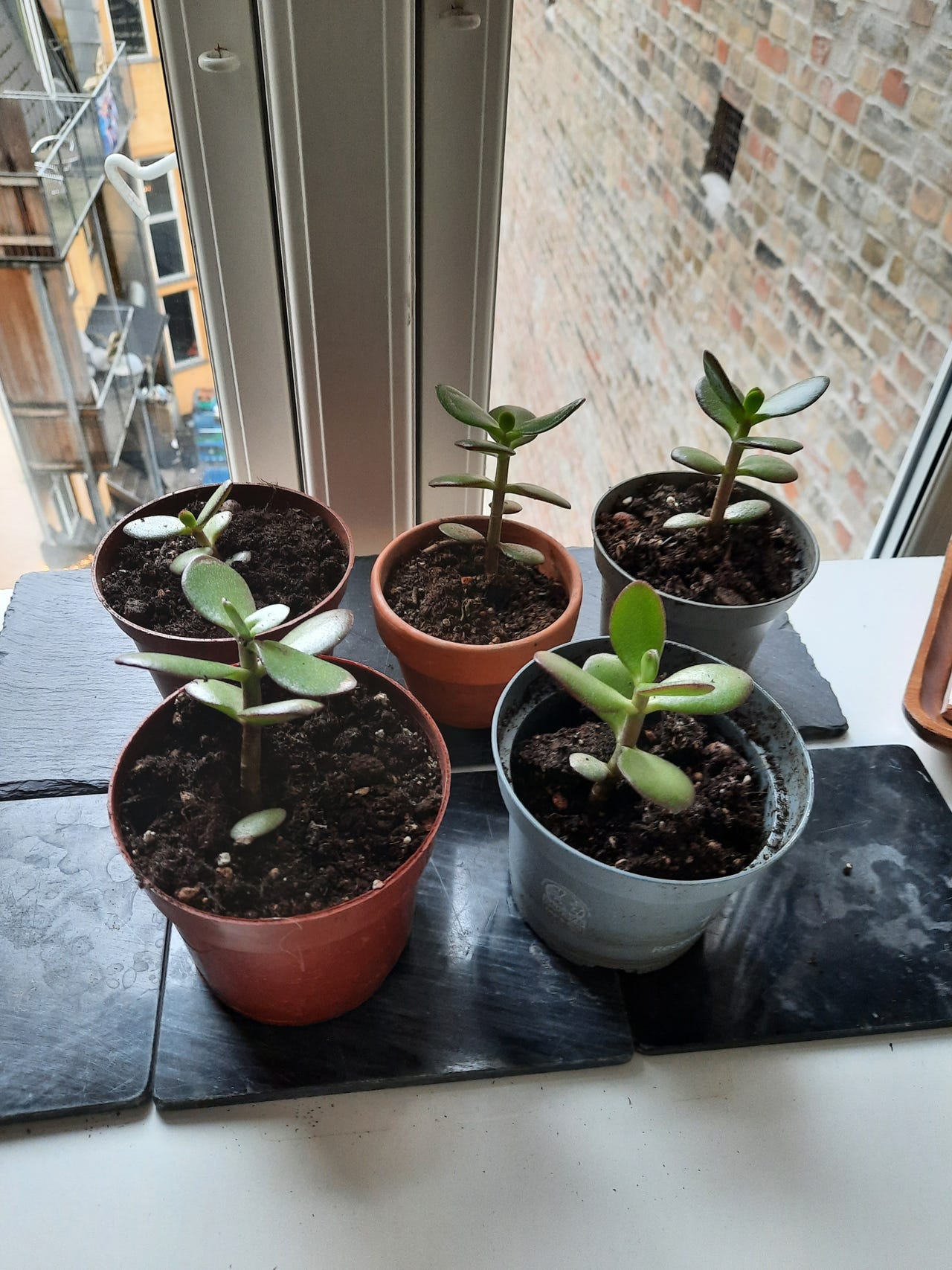 5 x små sunde paradistræer | DBA