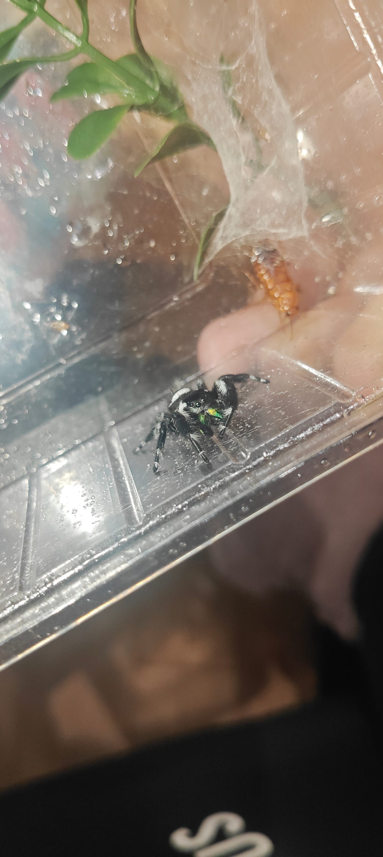 Jumping spider | DBA