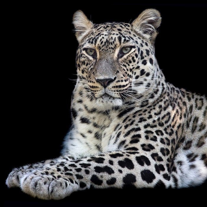 Marco Simoni - “Panthera pardus saxicolor” BIG FORMAT | DBA