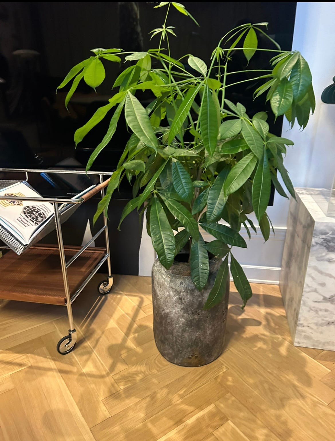 Muubs echo krukke med træ i. Ca 115 cm. | DBA