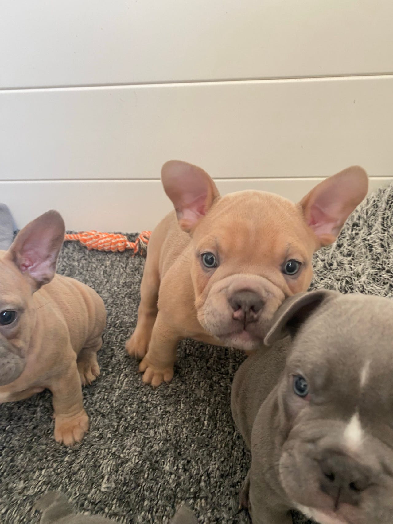 Mini Bull hvalpe med stamtavle.