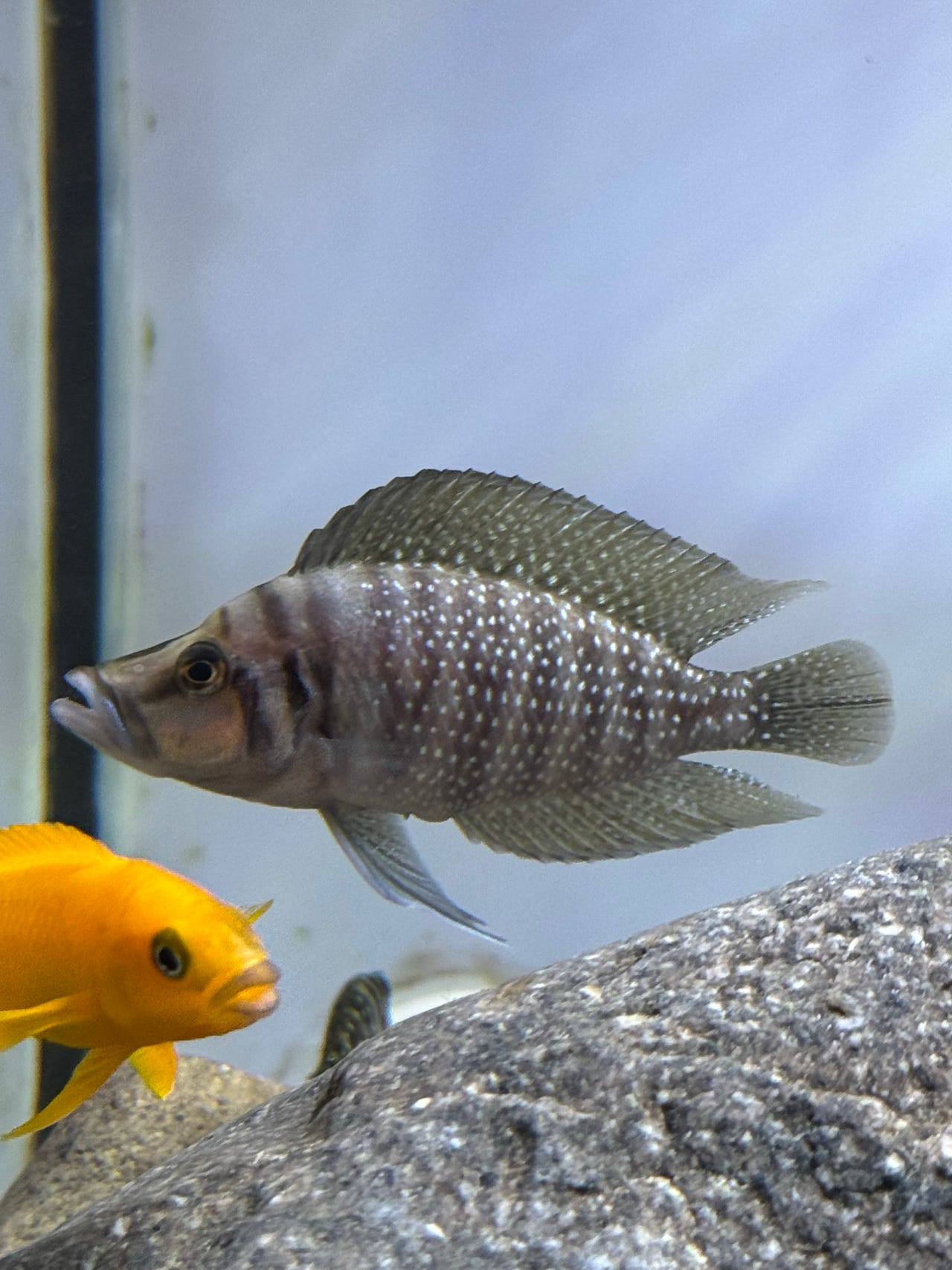 Tanganyika cichlider og maller | DBA