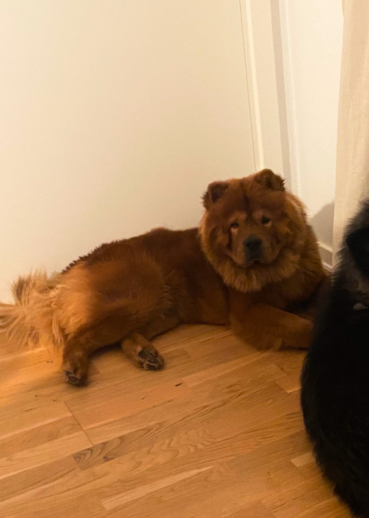 Chow Chow sælges i Horsens