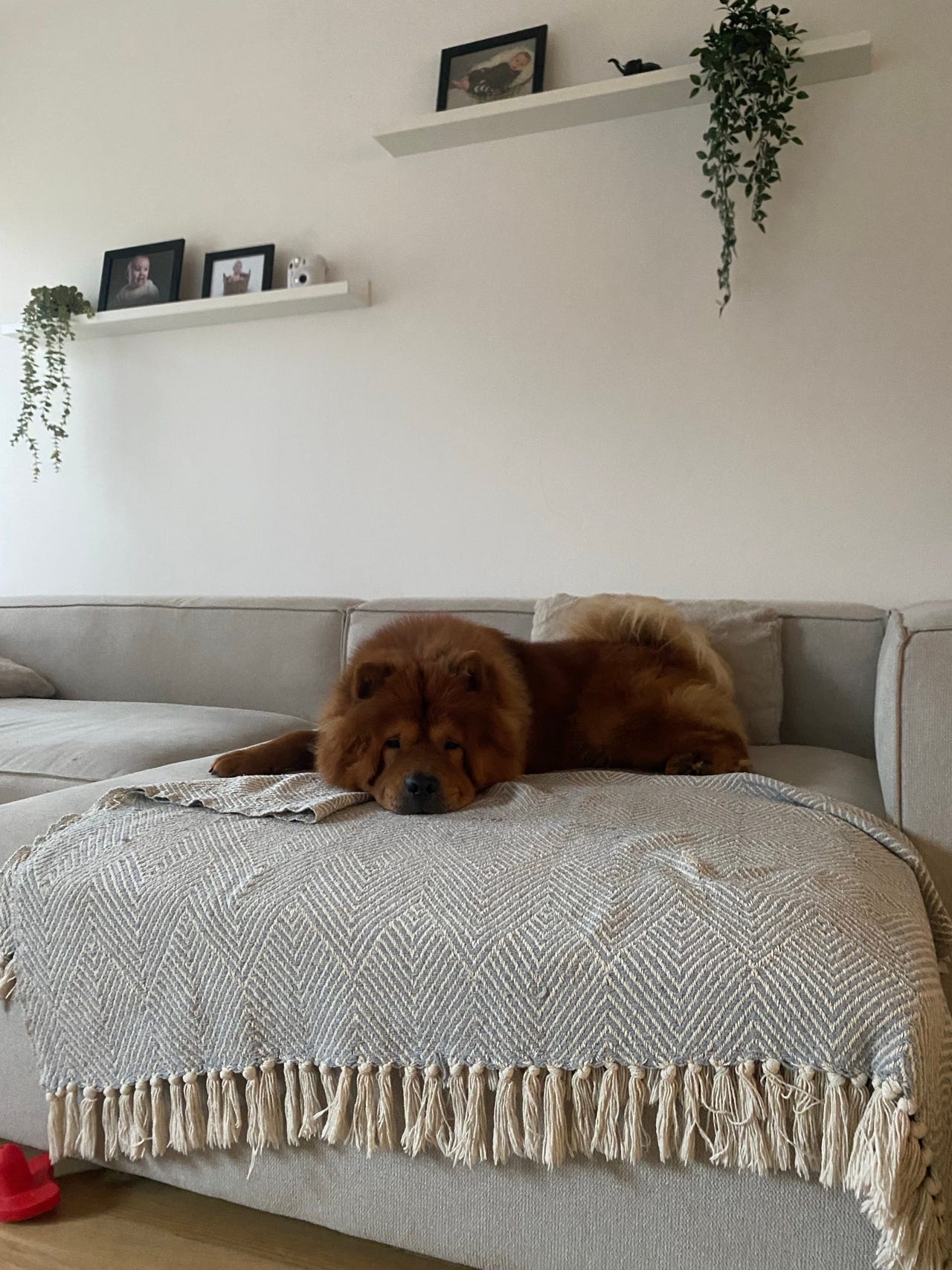 Chow Chow sælges i Horsens