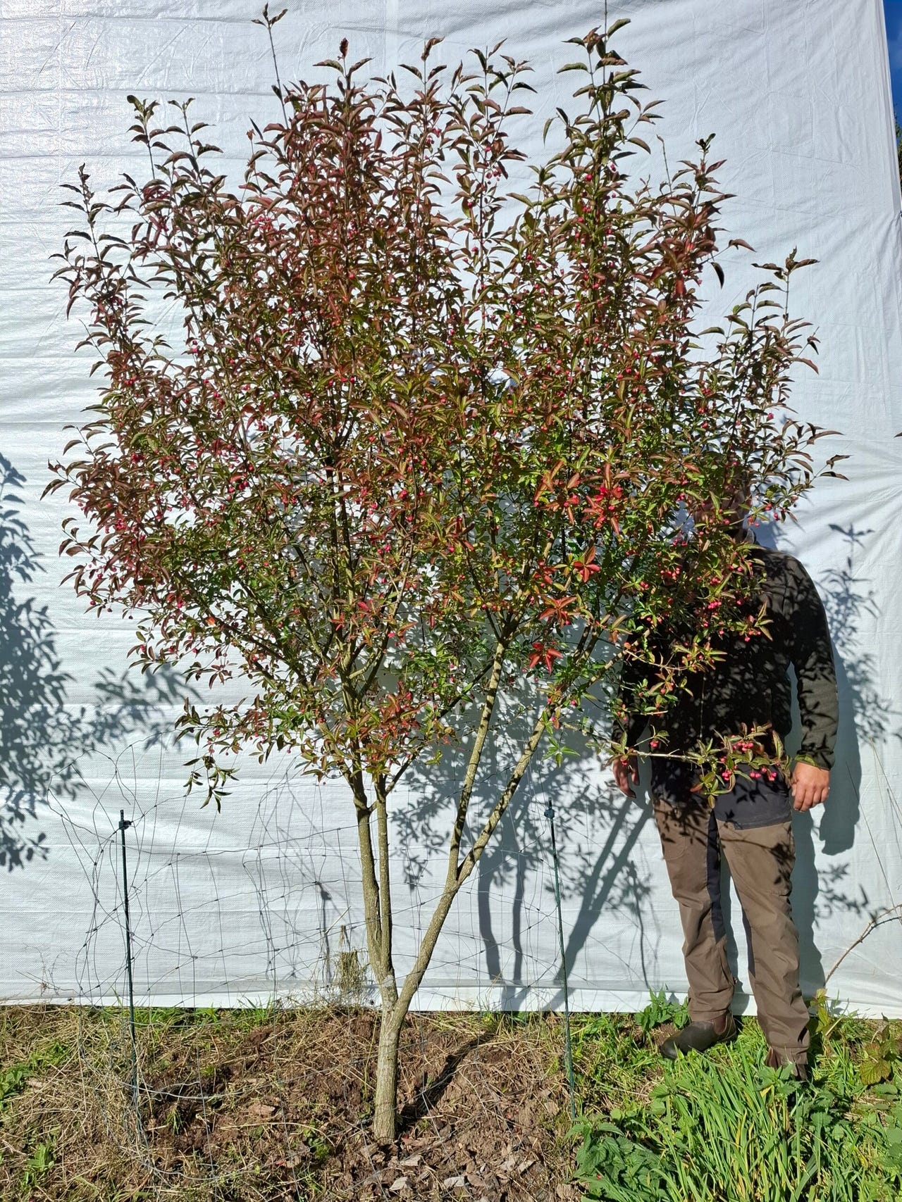 Benved (Euonymus europaeus) | DBA