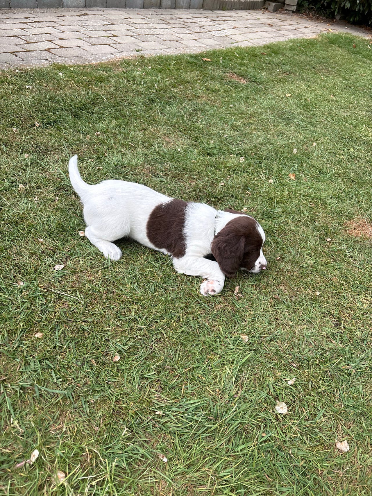 Engelsk Springer Spaniel sælges i Skærbæk