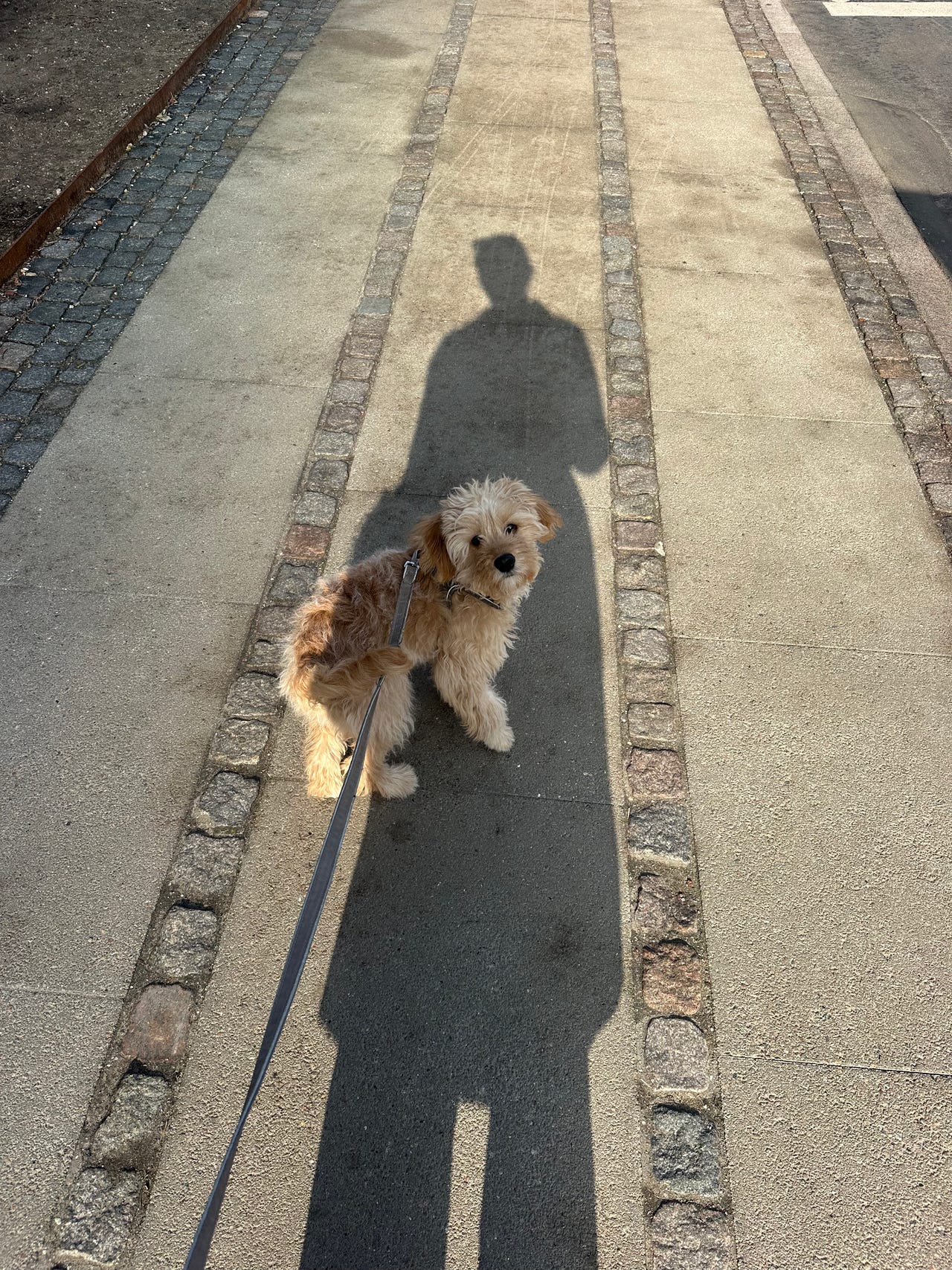 8 mdr Cavapoo søger nyt kærligt hjem