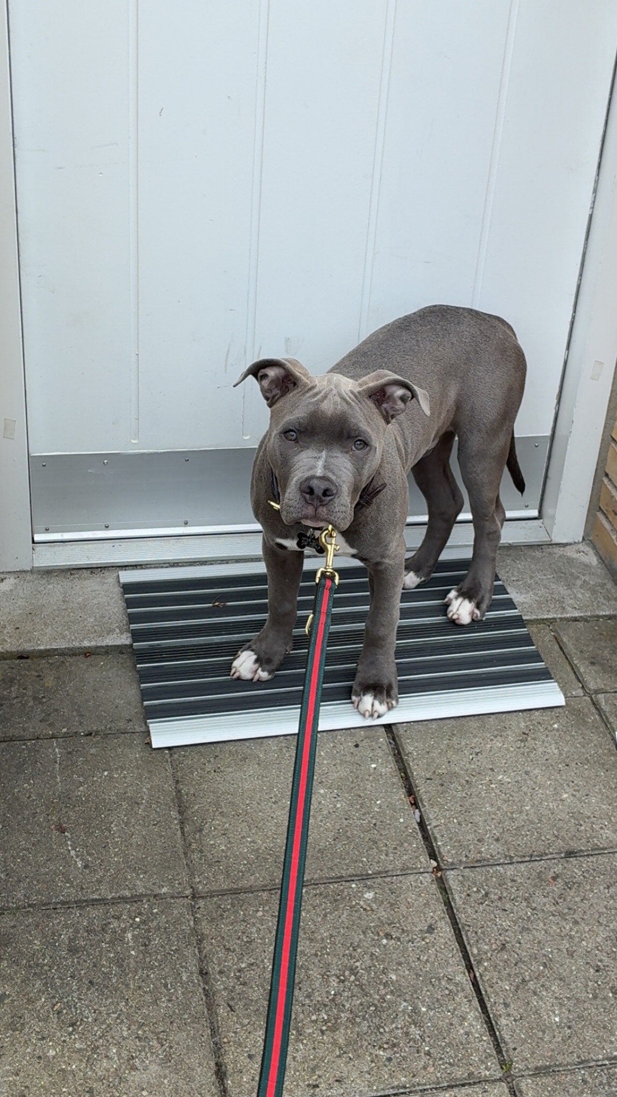 American bully standard