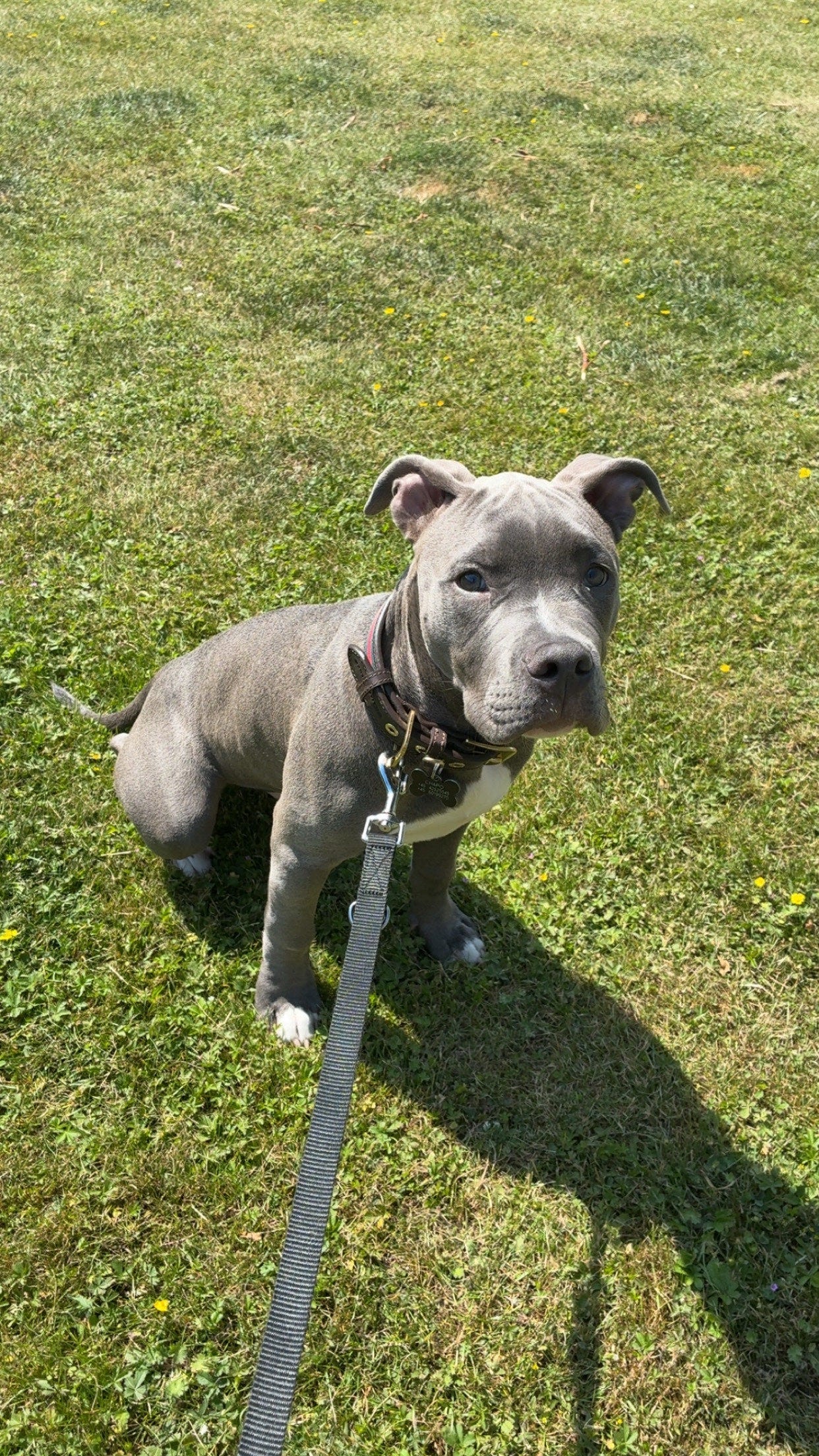 American bully standard