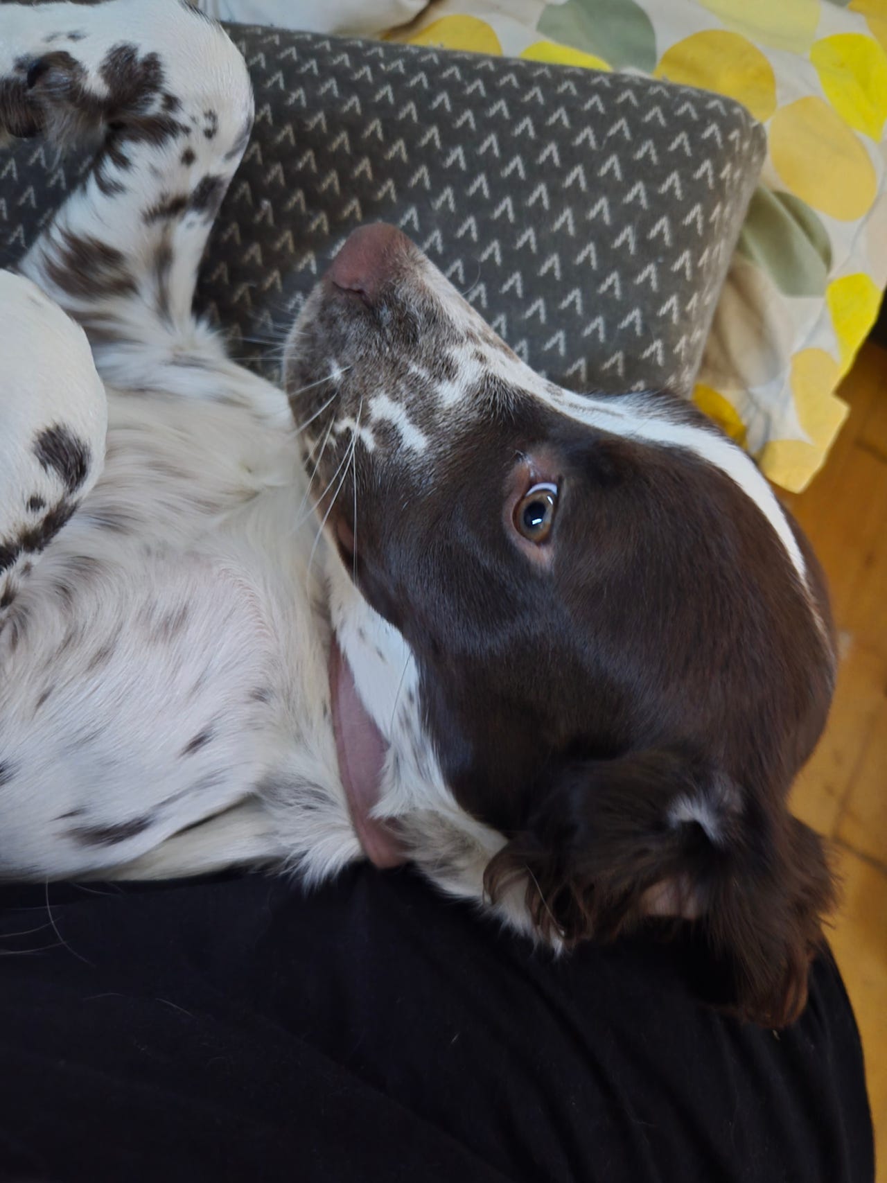 Welsh springer spaniel sælges i Vejle Øst