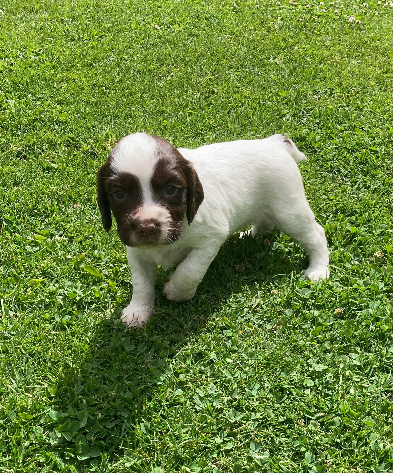 Engelsk Springer Spaniel sælges i Kolding