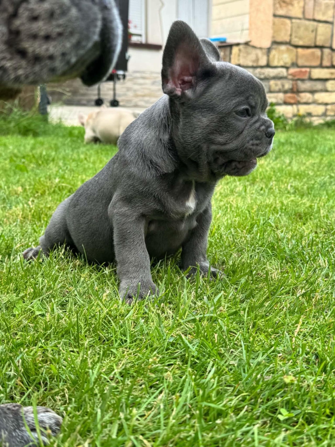 franske bulldog-hvalpe
