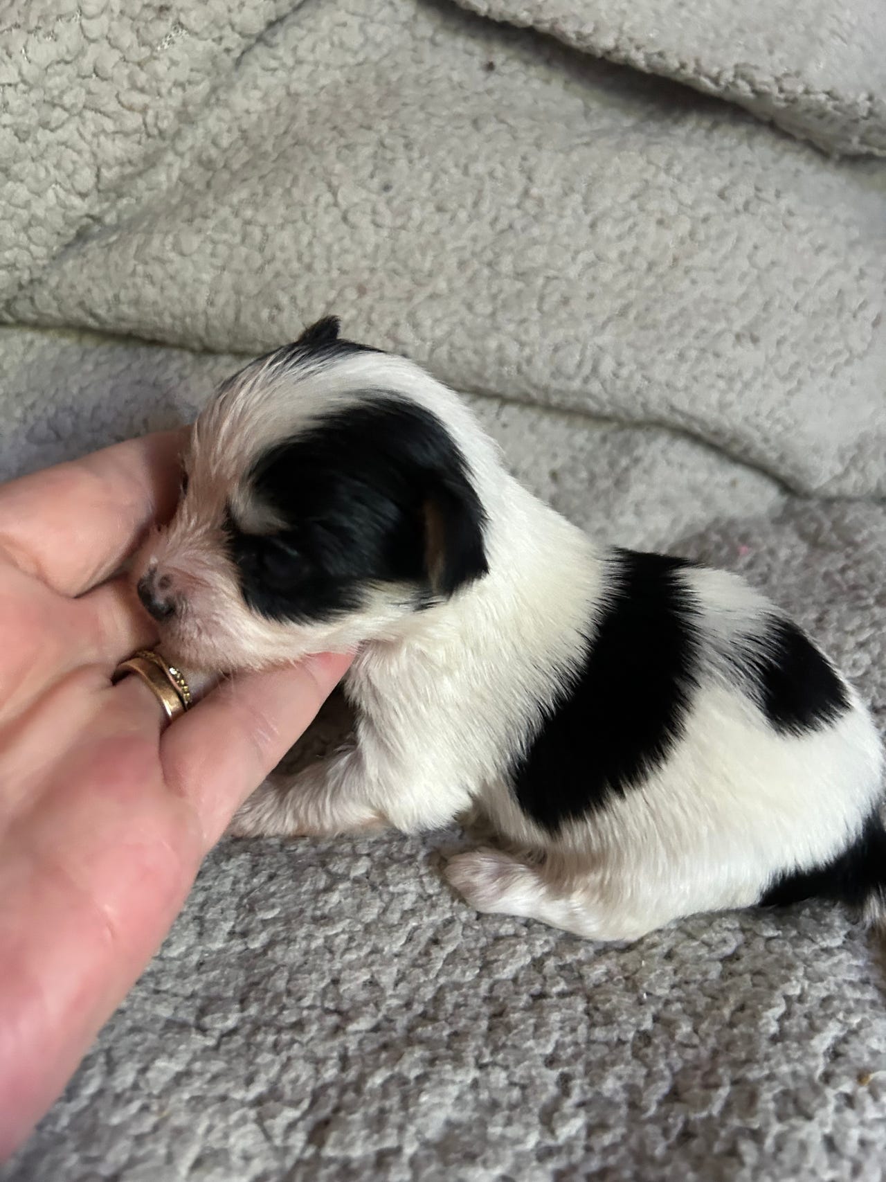Yorkshire Terrier sælges i Esbjerg Ø