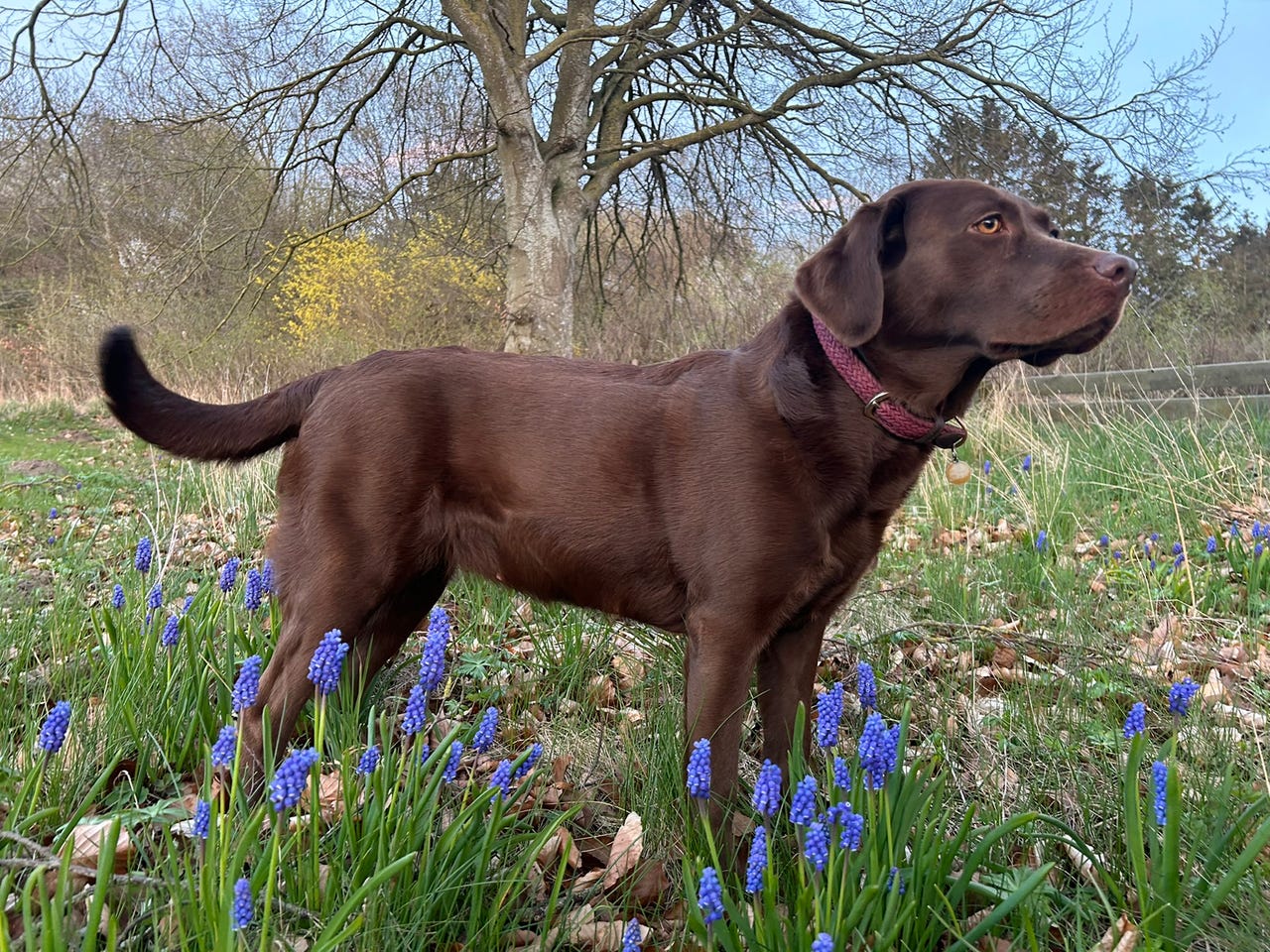 Brune labrador hvalpe 癩