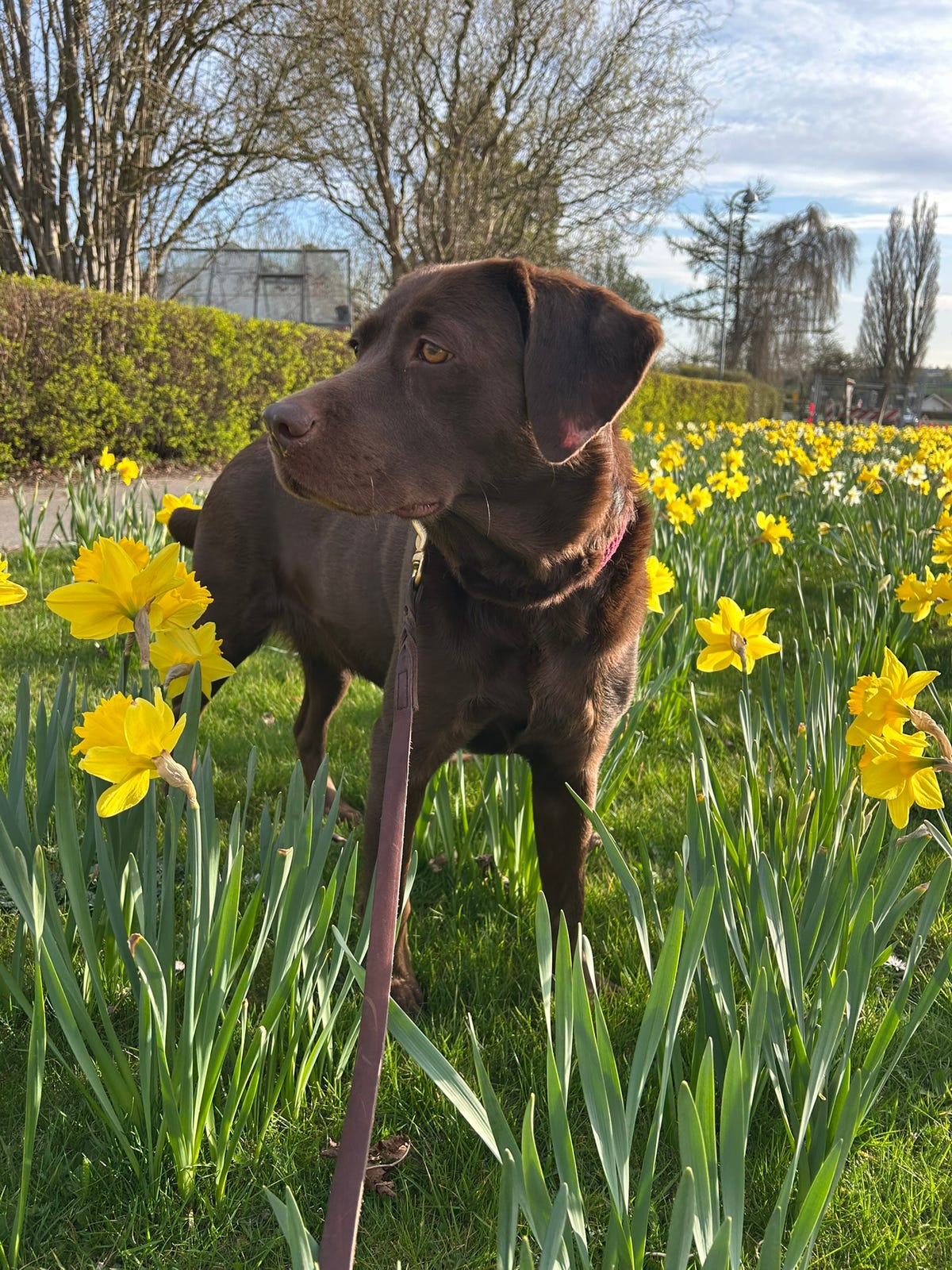 Brune labrador hvalpe 癩