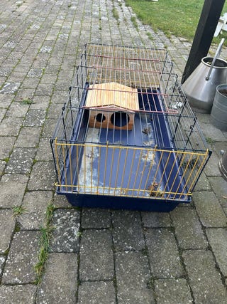 Marsvin | Til salg | DBA