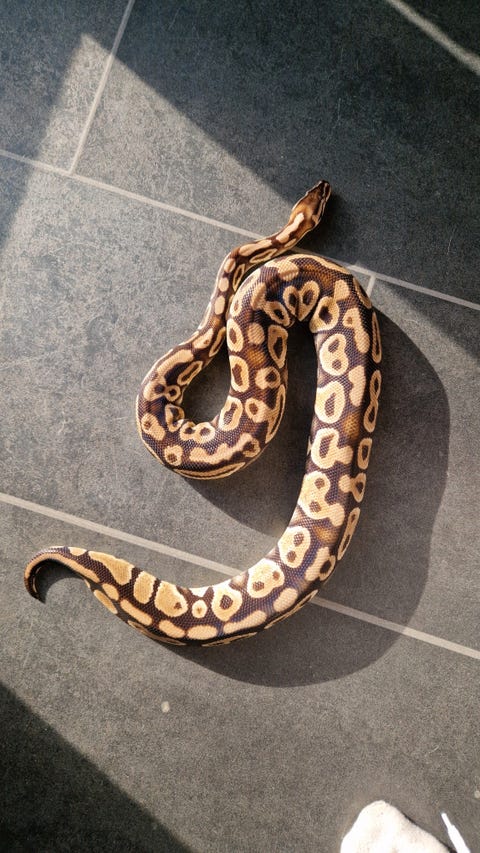 Dyr og udstyr | Til salg | DBA