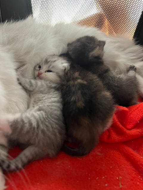 Kattekillinger | Til salg | DBA