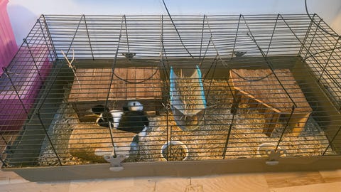 Marsvin | Til salg | DBA