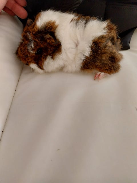 Marsvin | Til salg | DBA