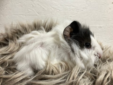 Marsvin | Til salg | DBA