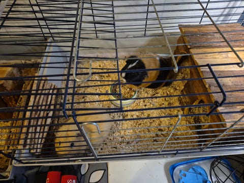 Marsvin | Til salg | DBA