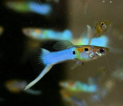 Guppy | Fisk | Til salg | DBA