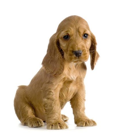 Cocker spaniel | Hunde | Til salg | DBA