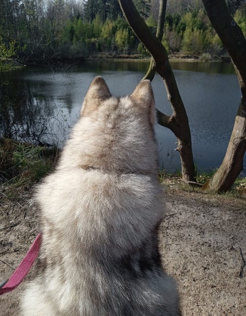 Hunde | Midt- og Vestjylland | DBA