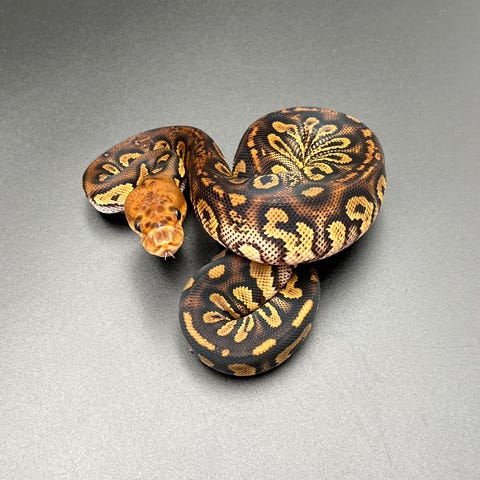 Leachianus “moro” | DBA