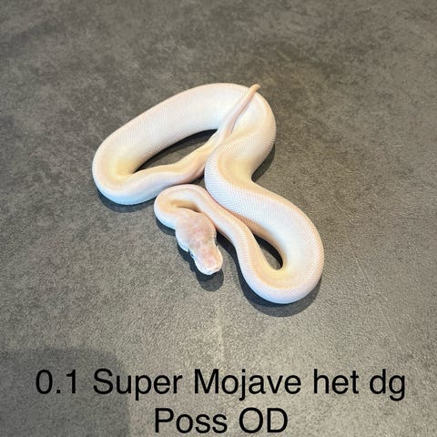 Kongepython-unger | DBA