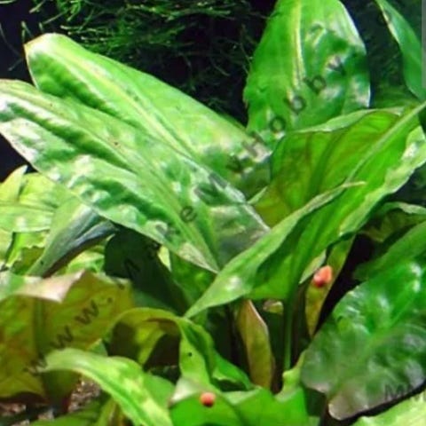 Cryptocoryne Undulata | DBA