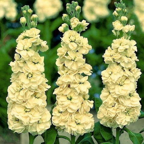 LEVKØJ EXCELSIOR Apricot - 2051 * Matthiola incana annua | DBA