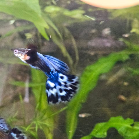 Yellow Tiger Halfmoon guppier | DBA