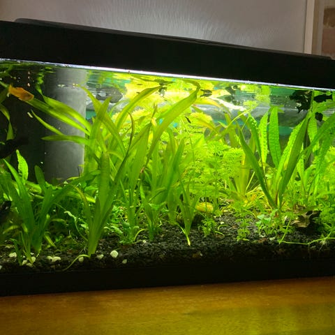 Akvarie 54 l. Koml. Incl. akvariebord | DBA