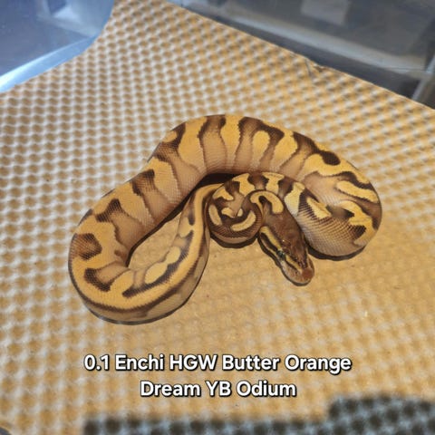 kongepython Panda Pied | DBA