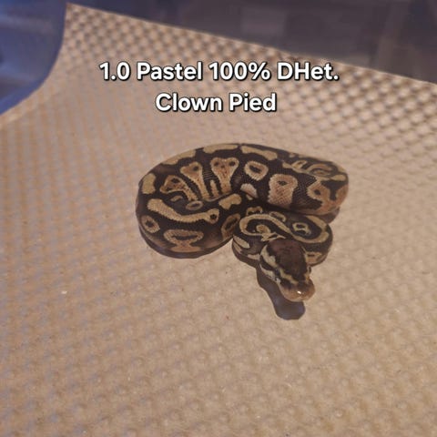 1.0 Kongepython | DBA